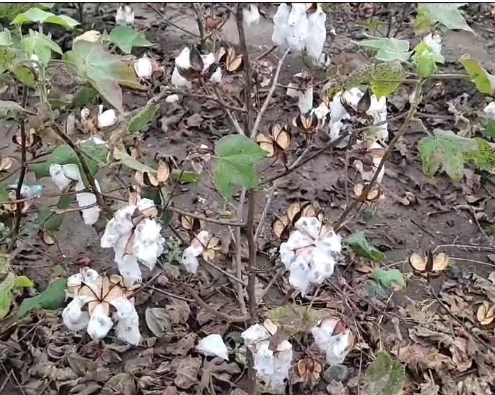 Heavy loss of cotton, tur, sorghum due to unseasonal rain