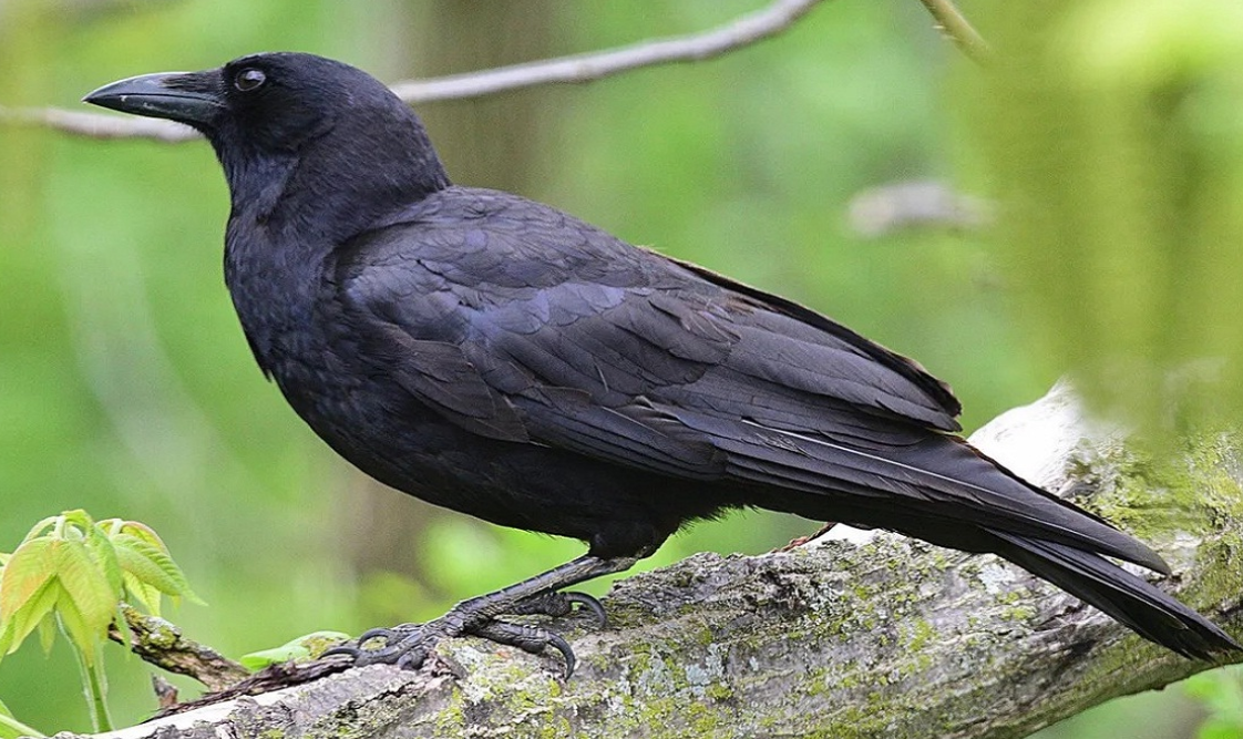 The crows, which are of Indian origin, shocked the country of Kenya